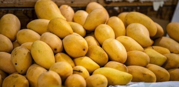 Indian Mango Imports Made Simple for International Buyers | MK Exports